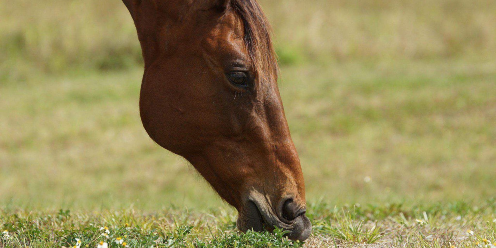 Meet Coltrane | What If Farms